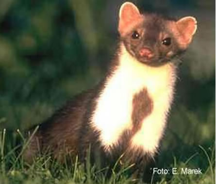 Faina o martora - Blog di Tangia